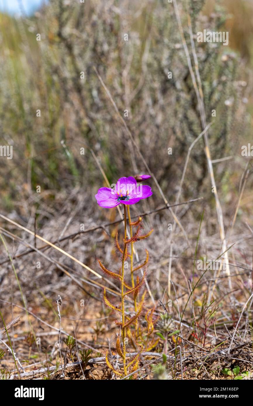South African Wildflower: Dark pink flowering Sundew (Drosera ...