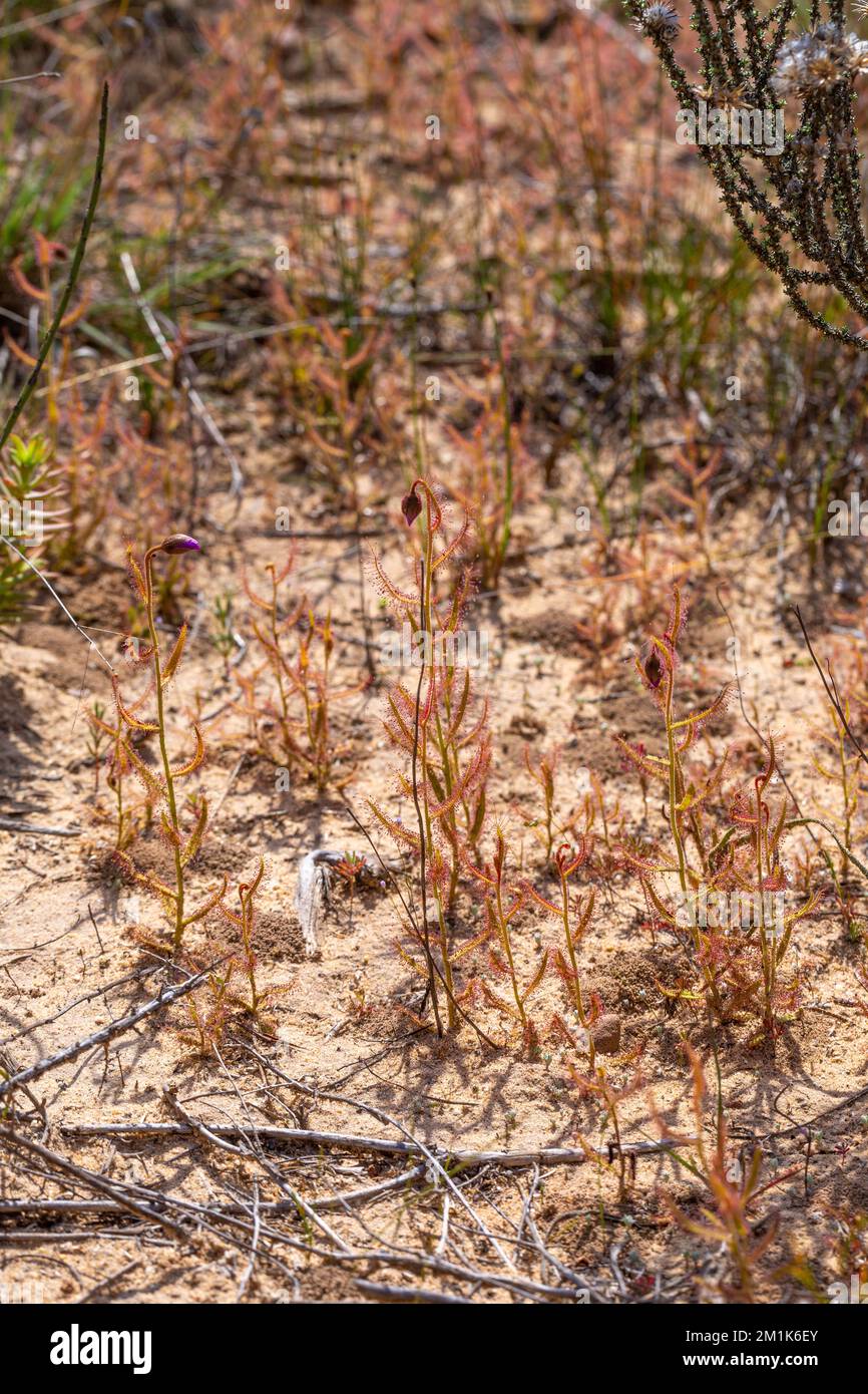Some plants of Drosera cistiflora in natural habitat near Citrusdal in the Western Cape of South ...