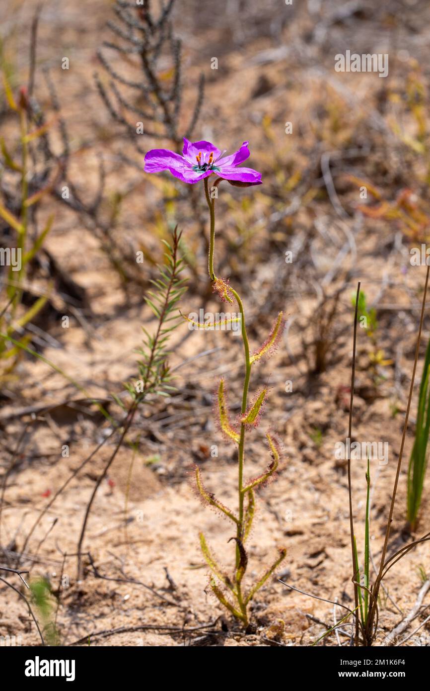 South African Wildflower: Dark pink flowering Sundew (Drosera ...