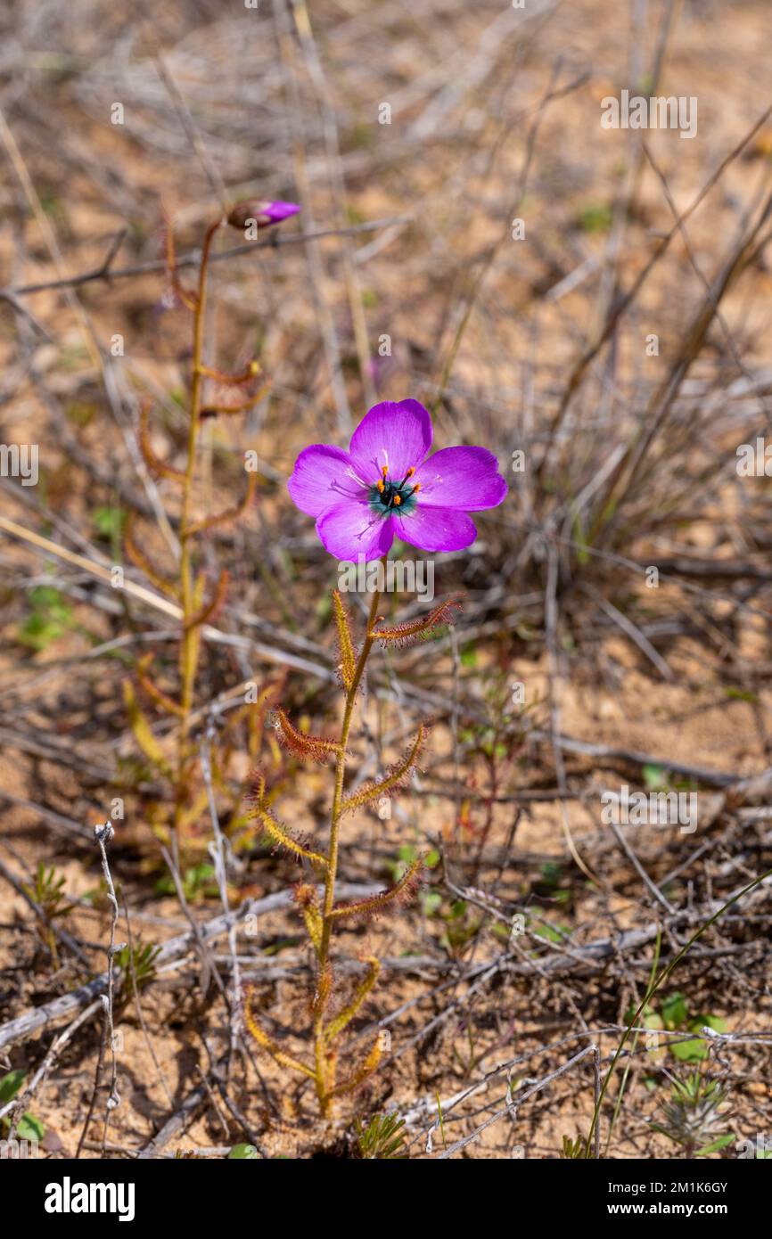 South African Wildflower: Dark pink flowering Sundew (Drosera ...
