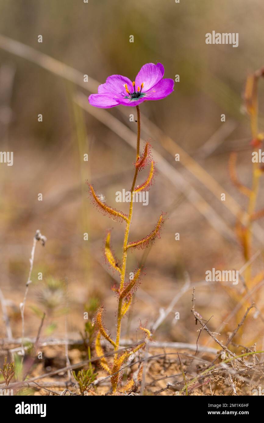Side view of a flowering Drosera cistiflora (a carnivorous plant) taken ...