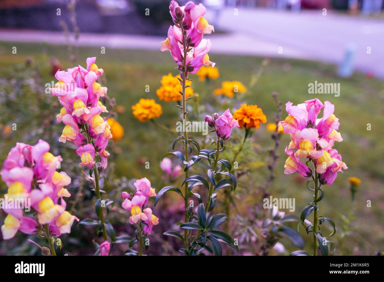 A selective focus of large snapdragon (Antirrhinum majus) flowers in a ...