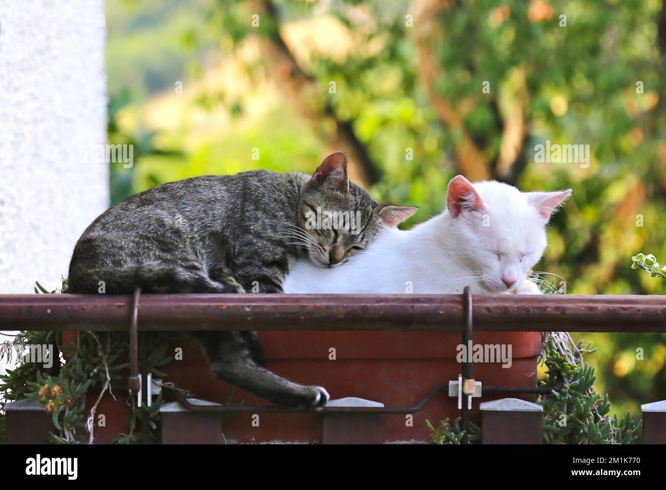 Three cats row hi-res stock photography and images - Alamy