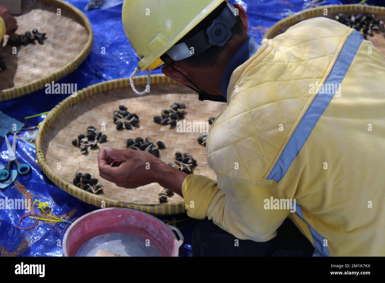 Selection of palm oil seed in bamboo plate in nursery breeding ...