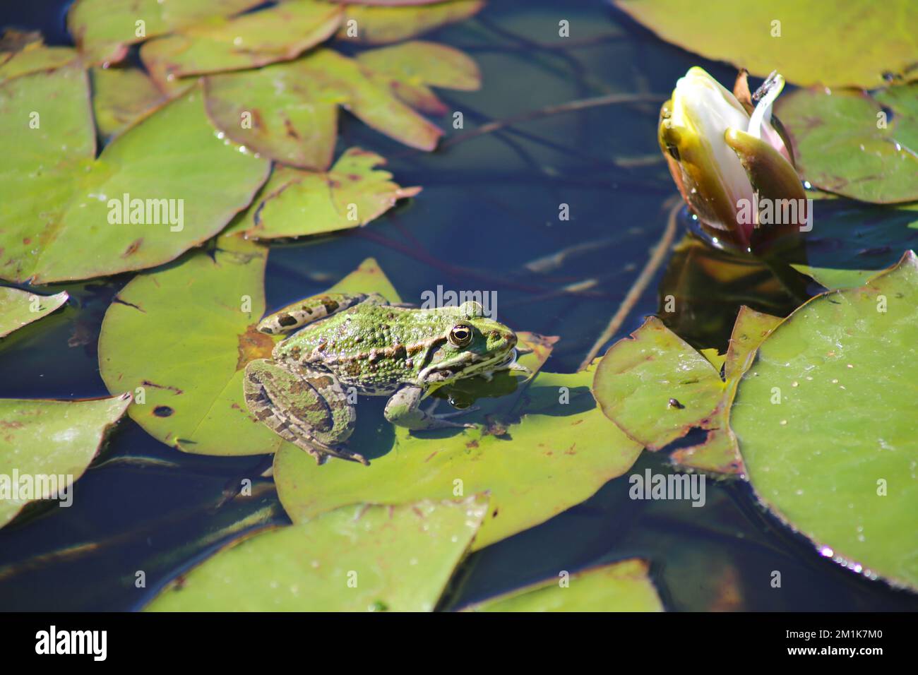 frog swimming in a pond Stock Photo - Alamy
