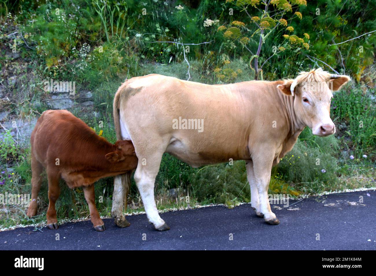 Cows standing on street hi-res stock photography and images - Alamy