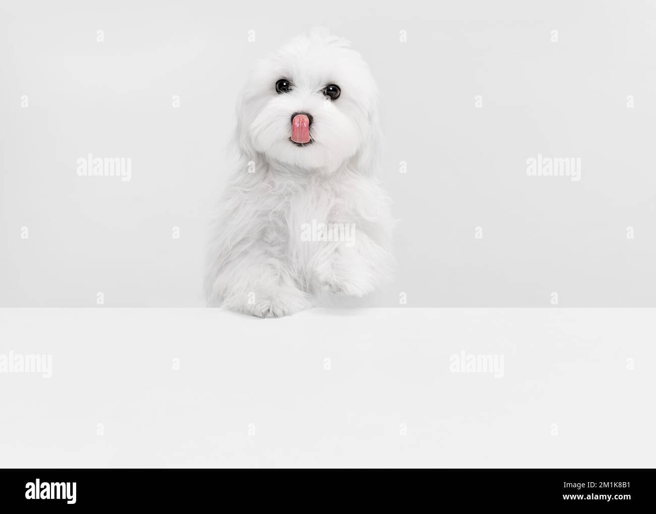 Studio image of cute white Maltese dog posing, licking nose isolated ...