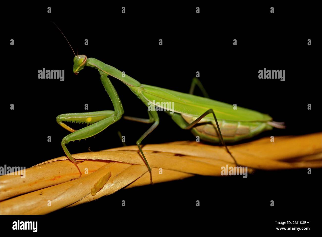 Praying mantis wings hi-res stock photography and images - Alamy