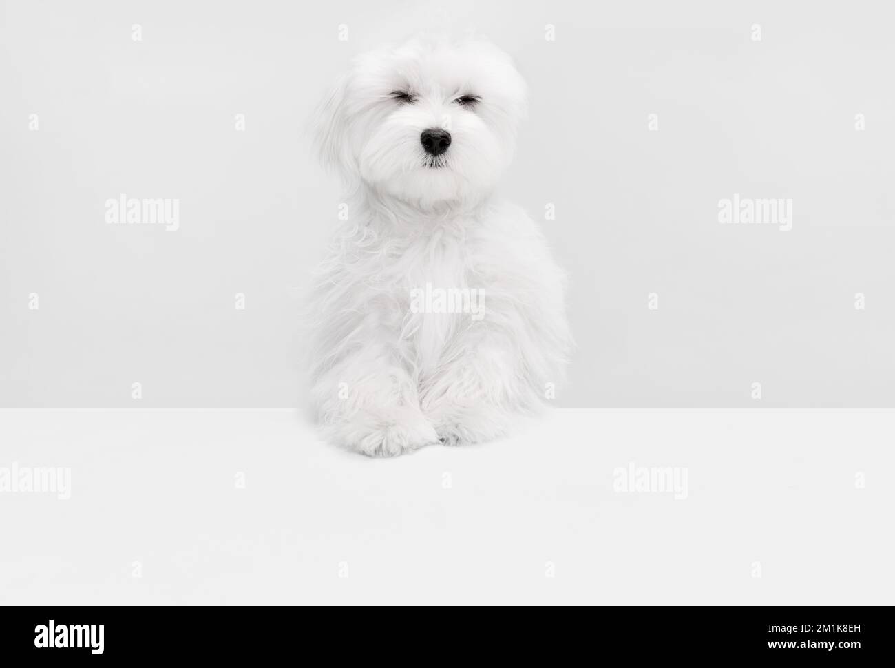 Studio image of cute white Maltese dog posing isolated over light ...