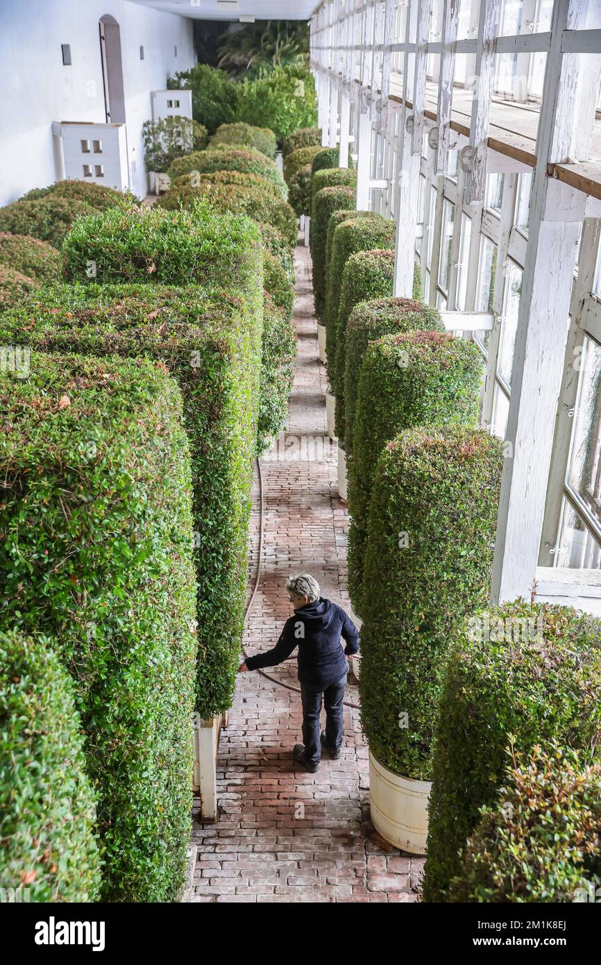 12 December 2022, Saxony-Anhalt, Oranienbaum: Gardener Michaela ...
