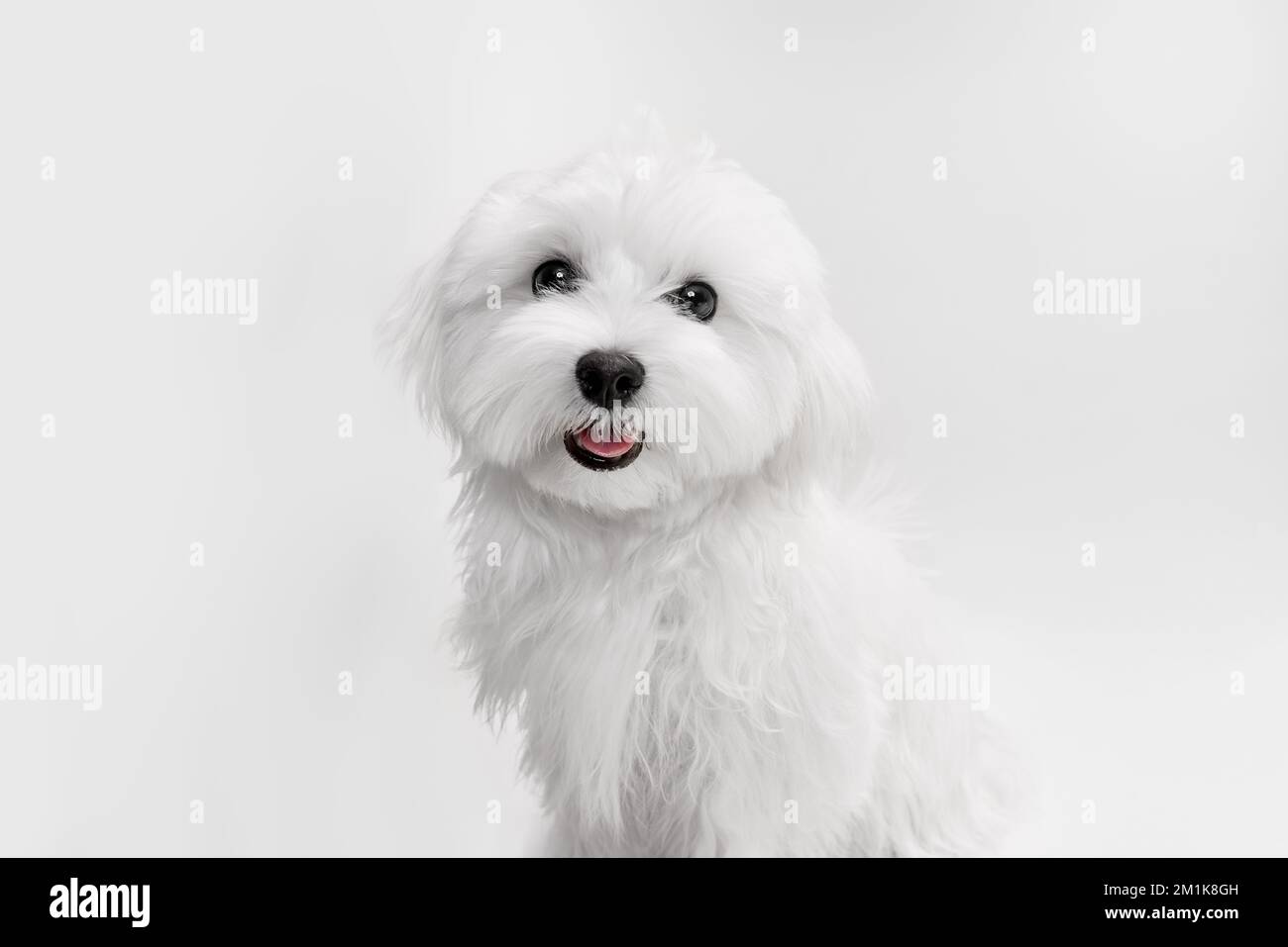 Studio image of cute white Maltese dog posing with cheerful smile ...
