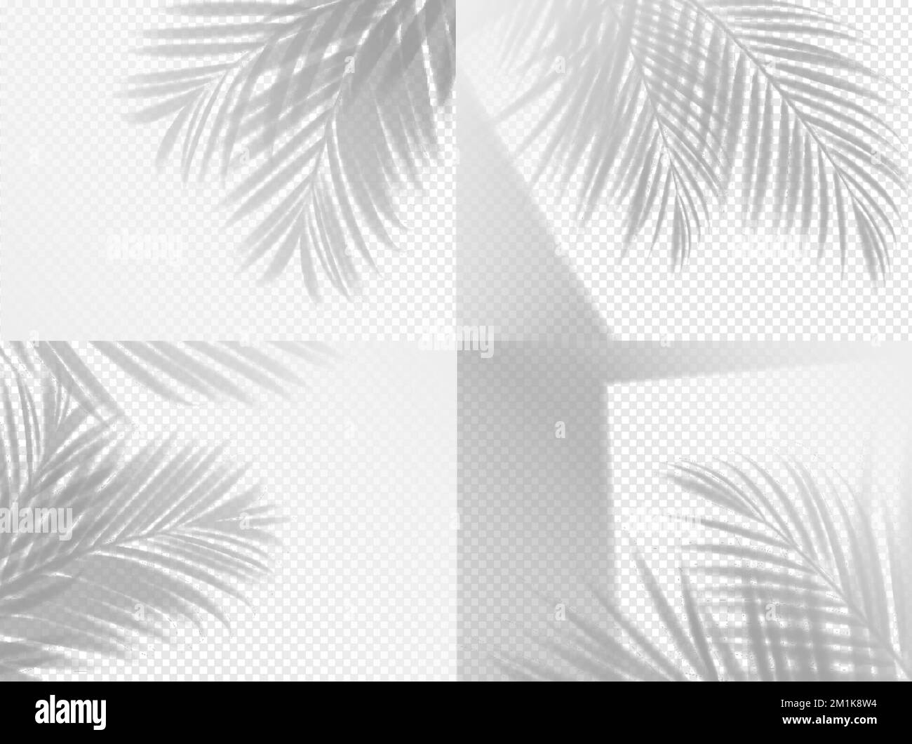 Palm shadow background overlay, transparent leaf and palm plant branch ...