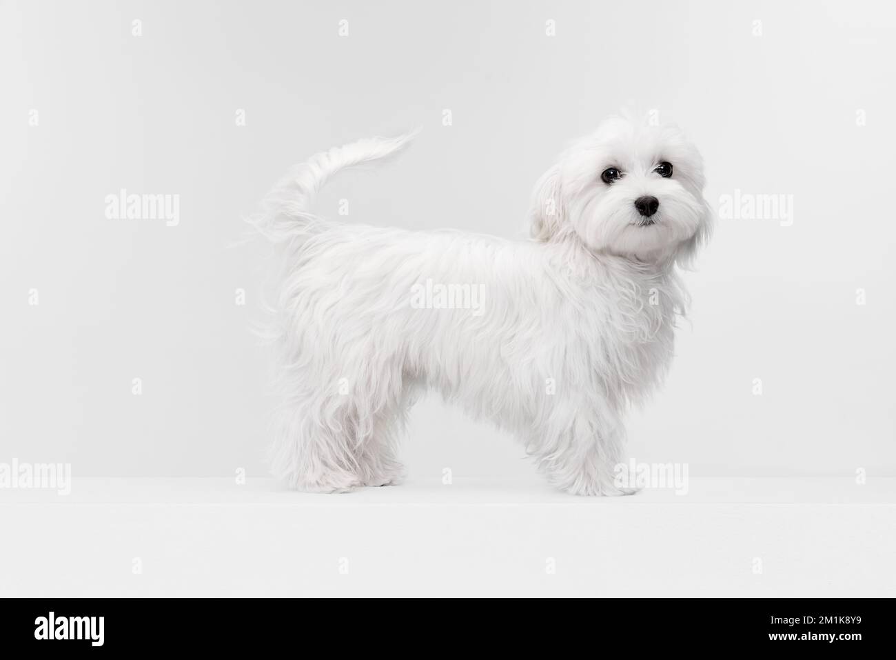 Studio image of cute white Maltese dog posing, calmly standing isolated ...