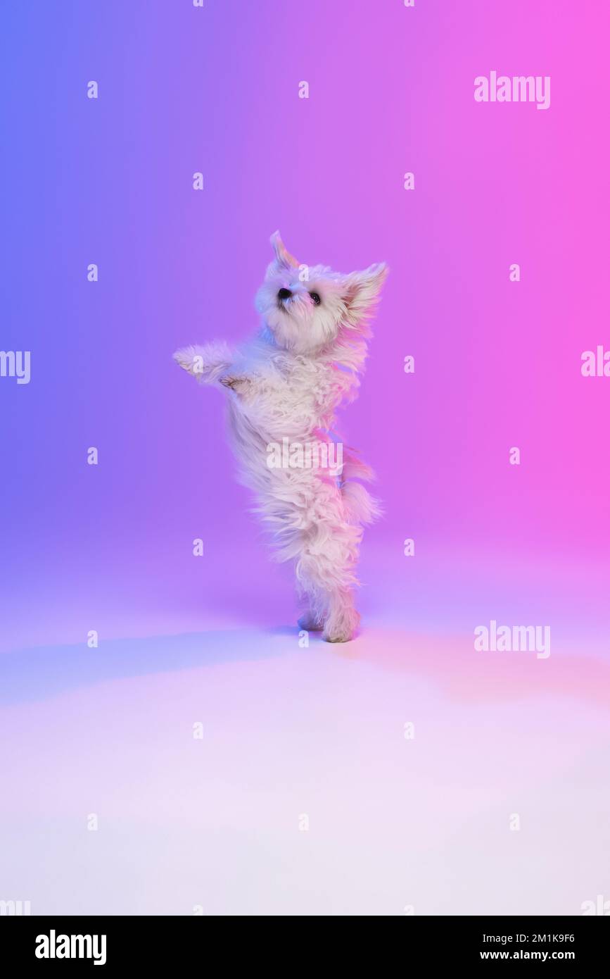 Studio image of cute white Maltese dog dancing on hind legs isolated ...