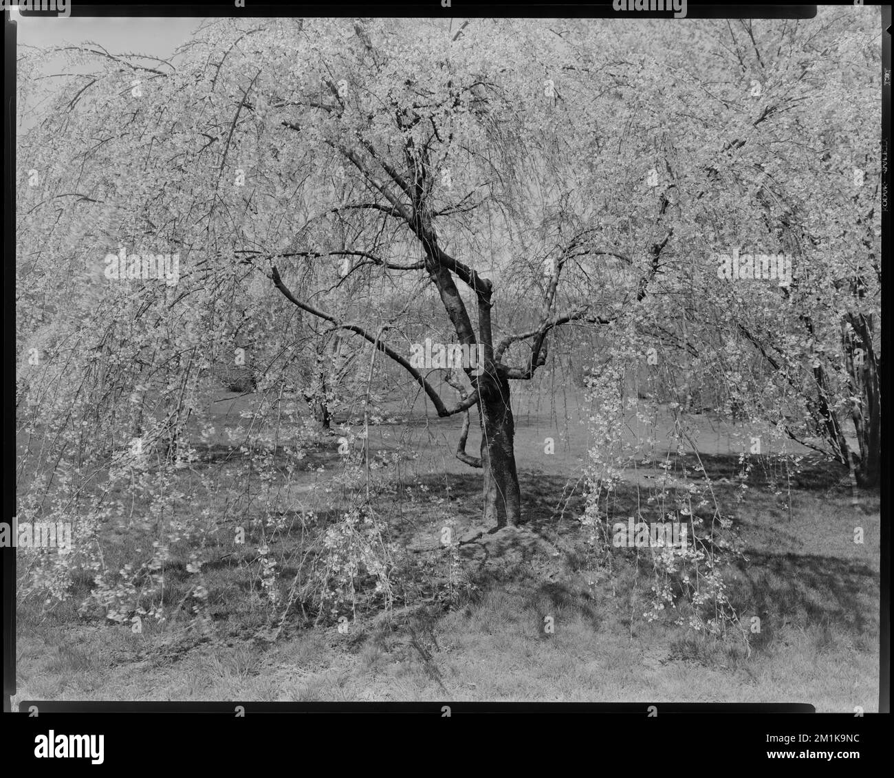 Arnold Arboretum Blossom Young Trees Botanical Gardens Trees Flowers Arnold Arboretum 