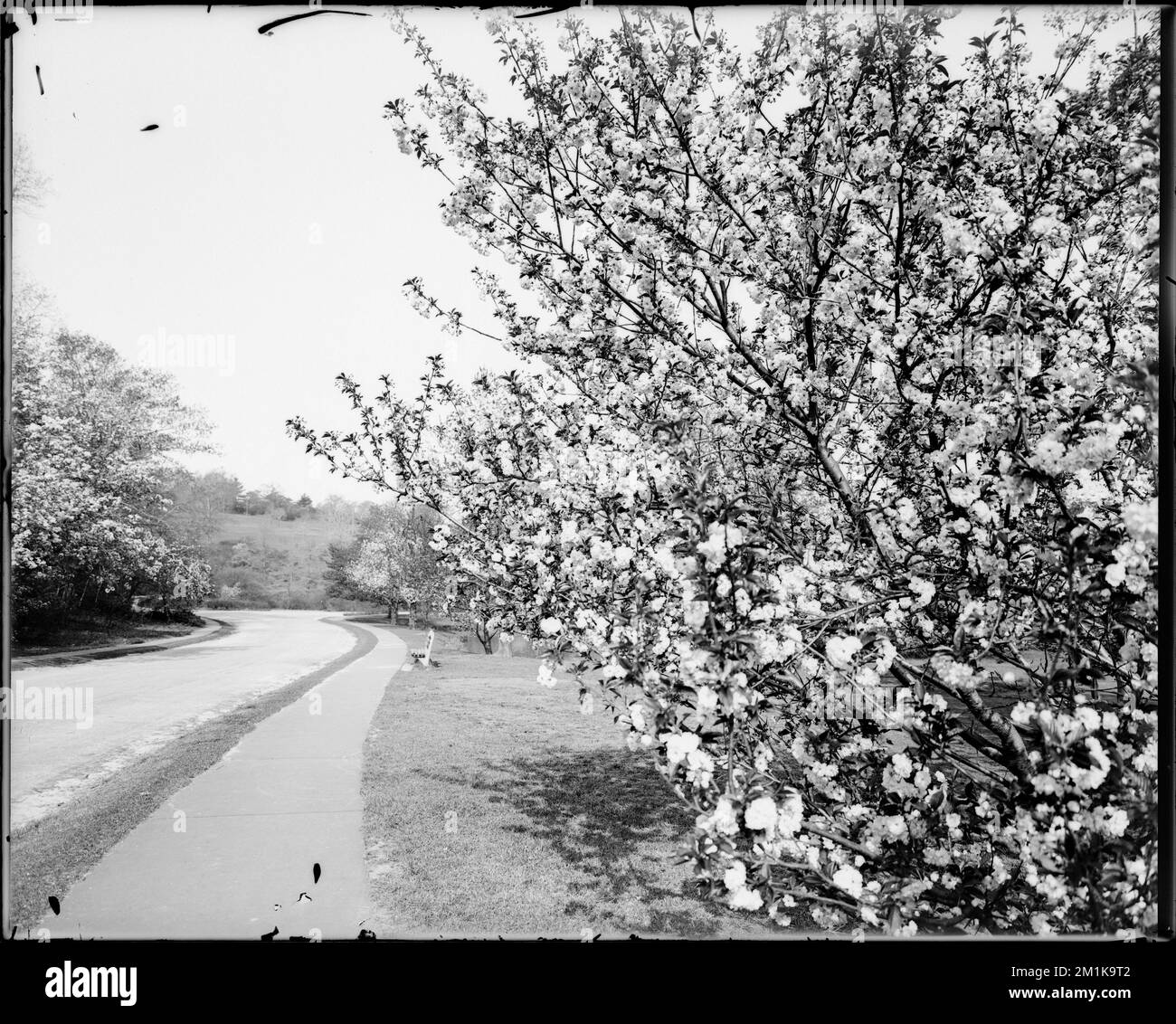 Arnold Arboretum Cherry Blossom Near Pond Cherry Trees Flowers Botanical Gardens Arnold