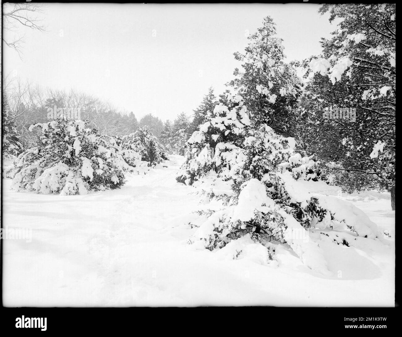 Arnold Arboretum, pines in open field near hemlock hills , Winter, Snow ...