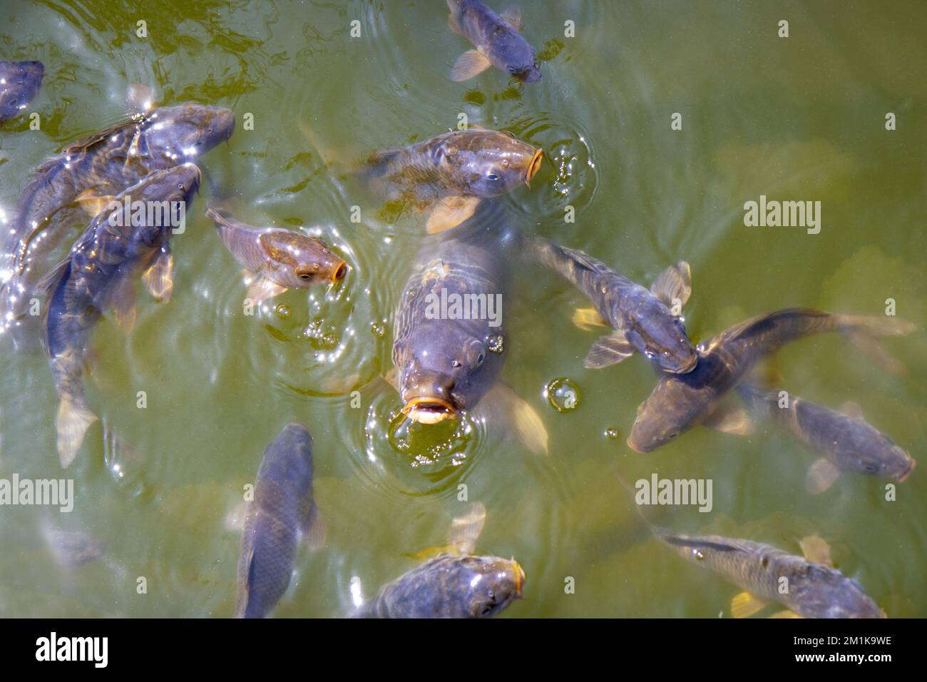 Goldfish water splash hi-res stock photography and images - Alamy