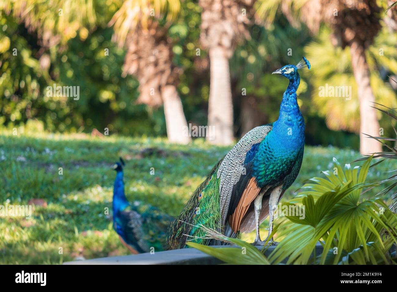 A selective focus of a male peacock in a park looking aside in ...