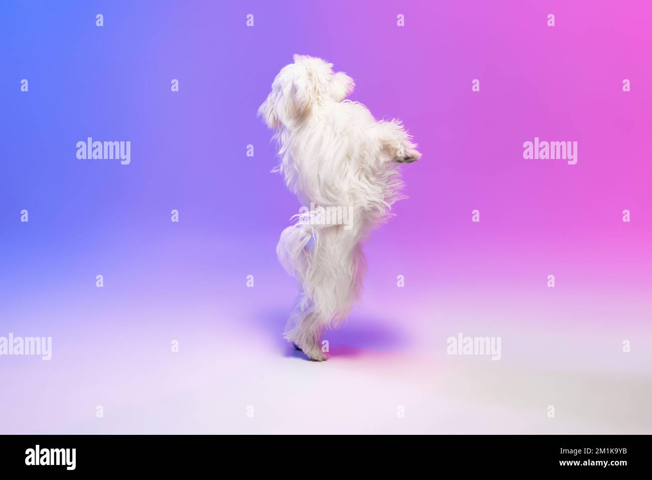 Cute, fluffy white Maltese dog posing, dancing on hind legs isolated ...