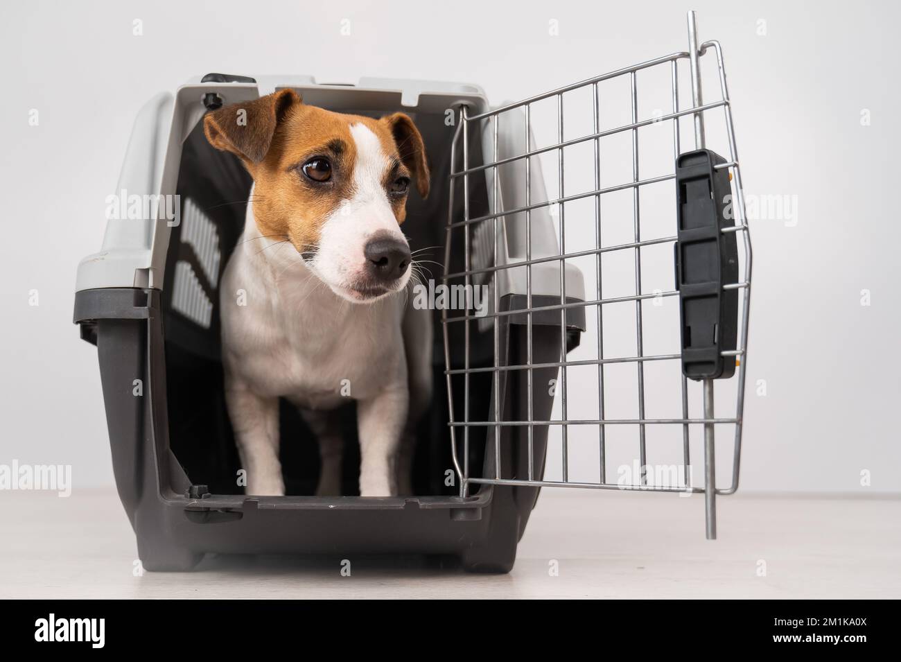Jack Russell Terrier dog inside a travel box with open door Stock Photo ...