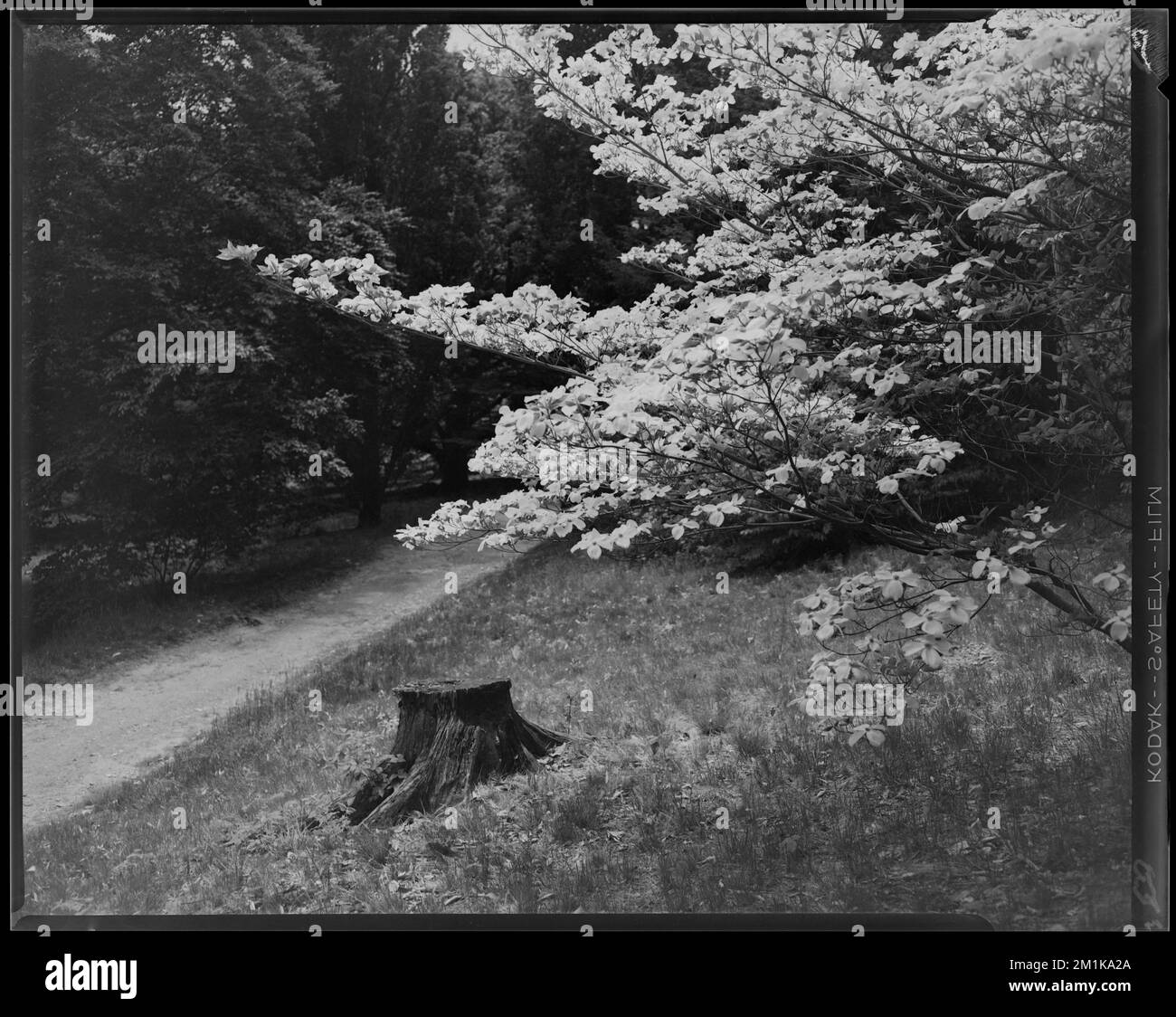 Arnold Arboretum views , Trails & paths, Botanical gardens, Trees ...