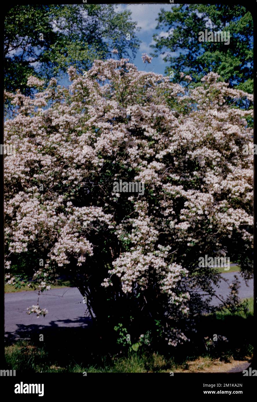 Arnold Arboretum, summer , Flowers, Botanical gardens, Arnold Arboretum ...