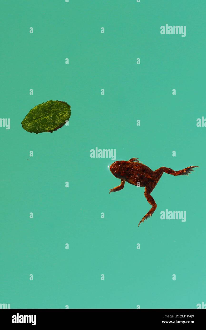frog swimming in a pond Stock Photo - Alamy