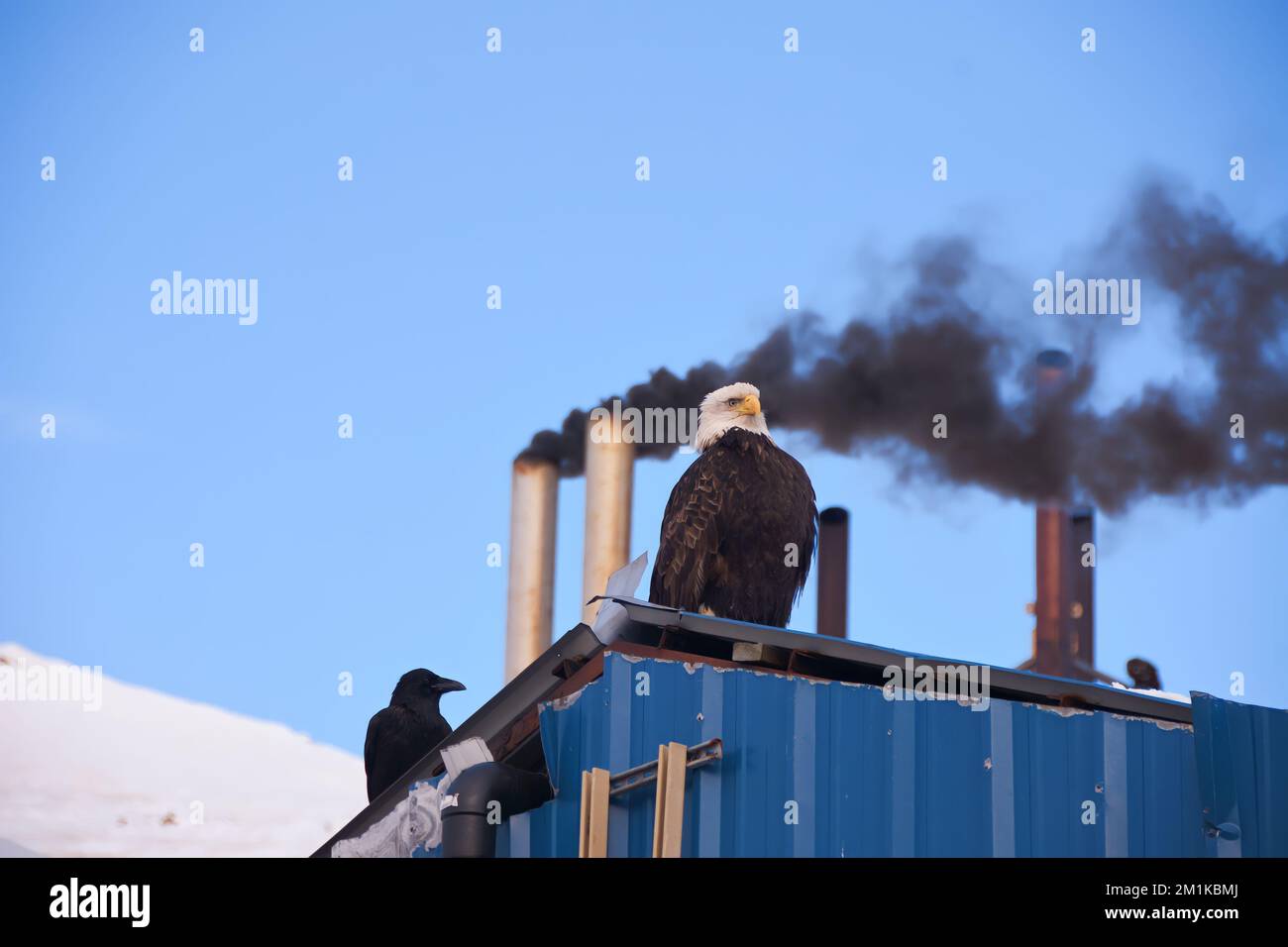 A crow and eagle in the industrial zone Stock Photo - Alamy