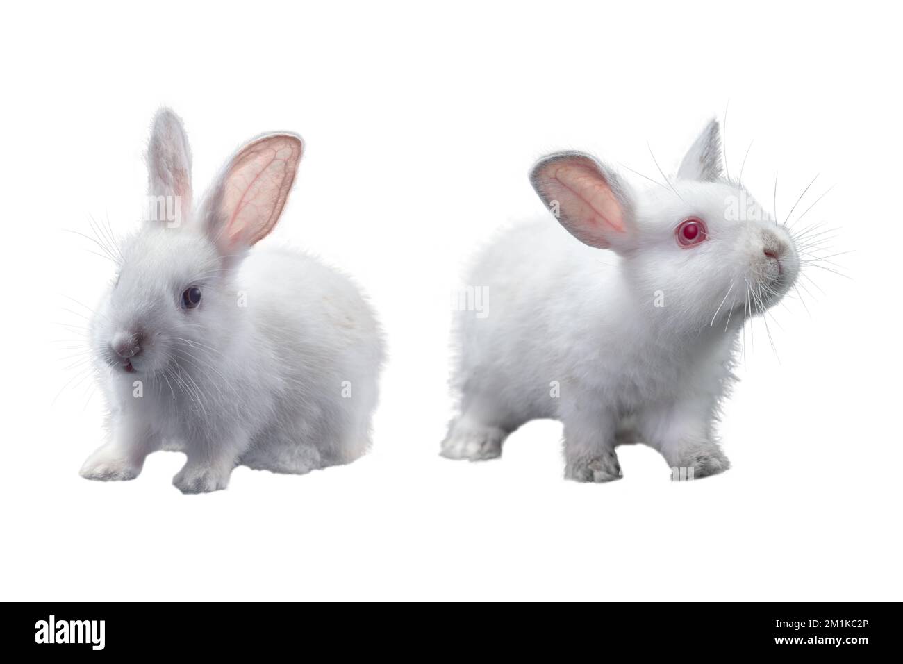 White little rabbit isolated over white background Stock Photo - Alamy
