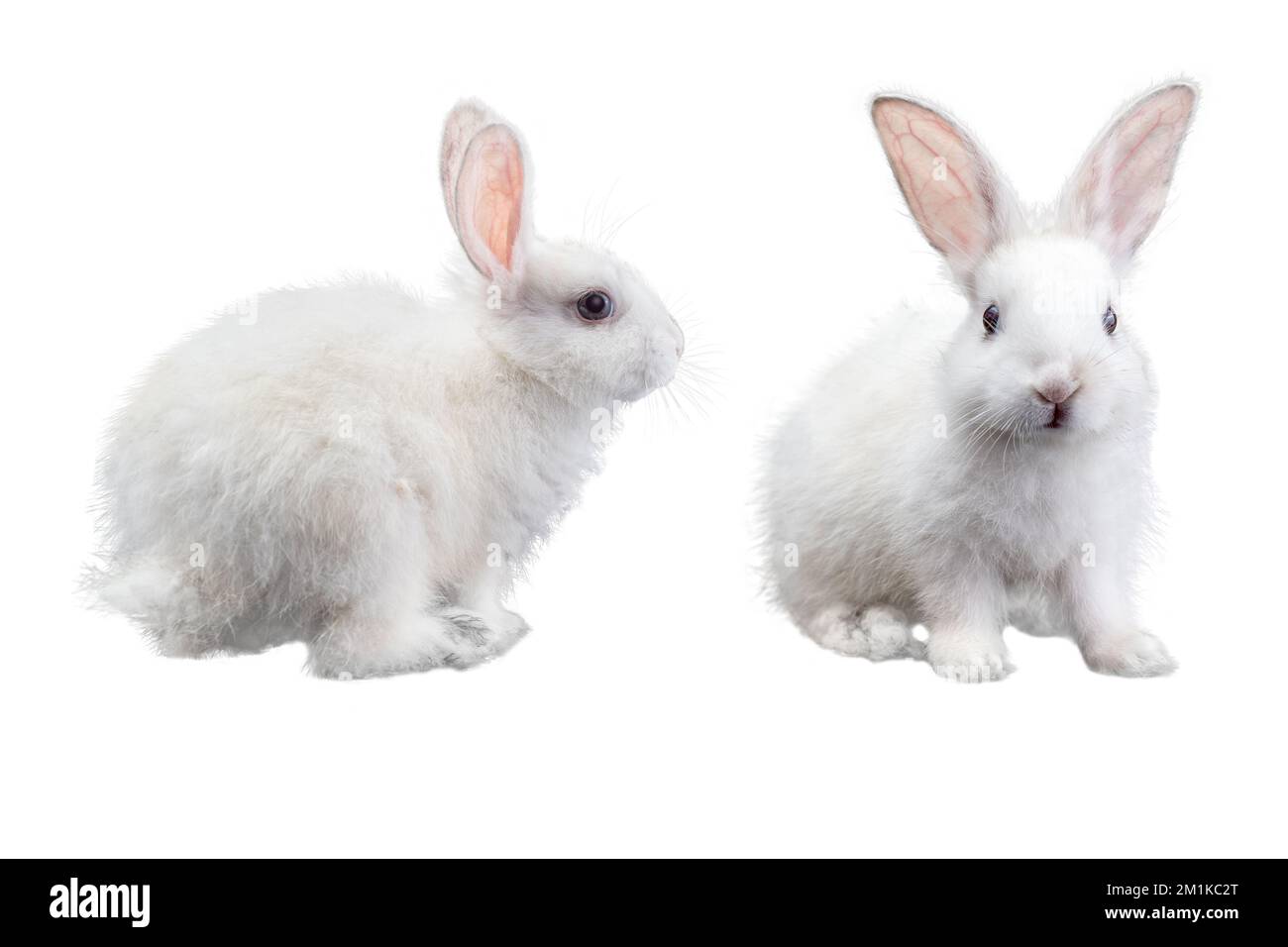 White little rabbit isolated over white background Stock Photo - Alamy