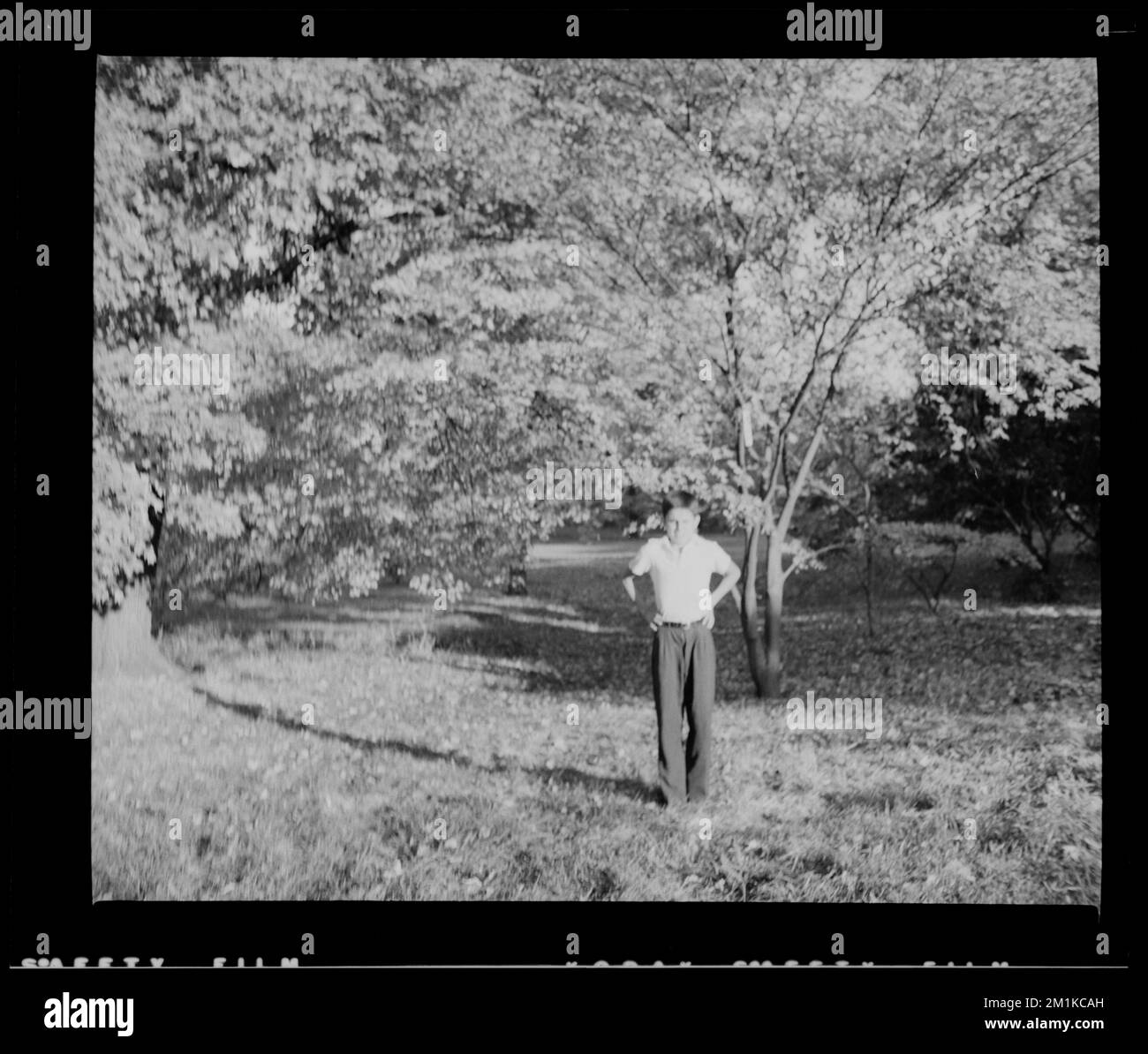 At Arnold Arboretum. Anthony Fiorillo , Botanical gardens, Trees, Boys ...
