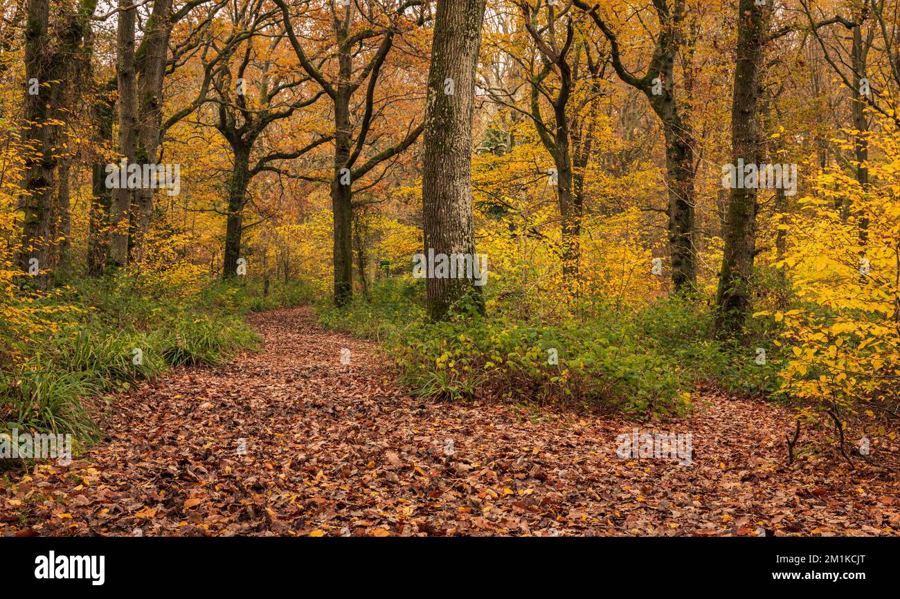 End of Autumn within Ham Steet woods nature reserve Kent south east ...