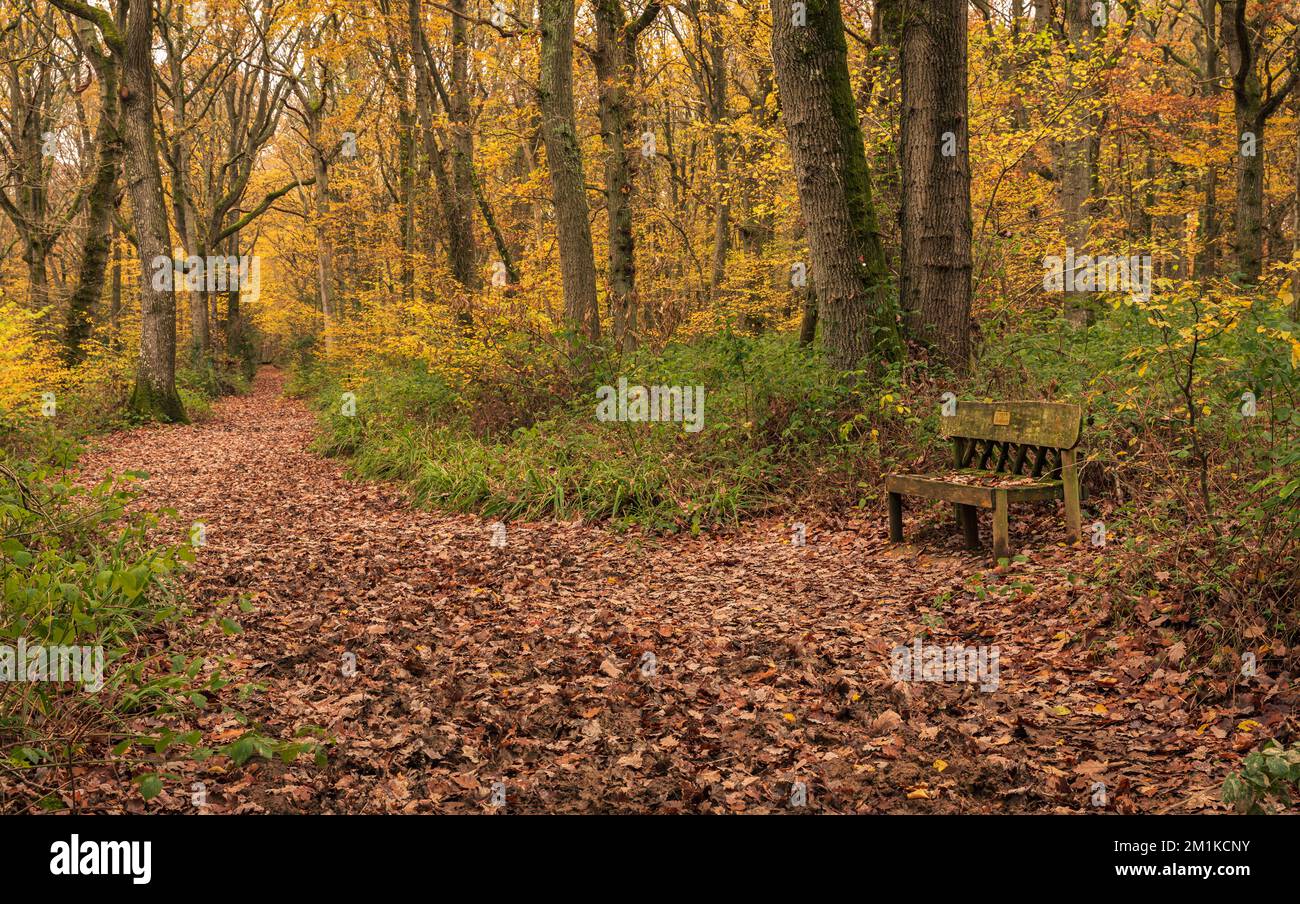End of Autumn within Ham Steet woods nature reserve Kent south east ...