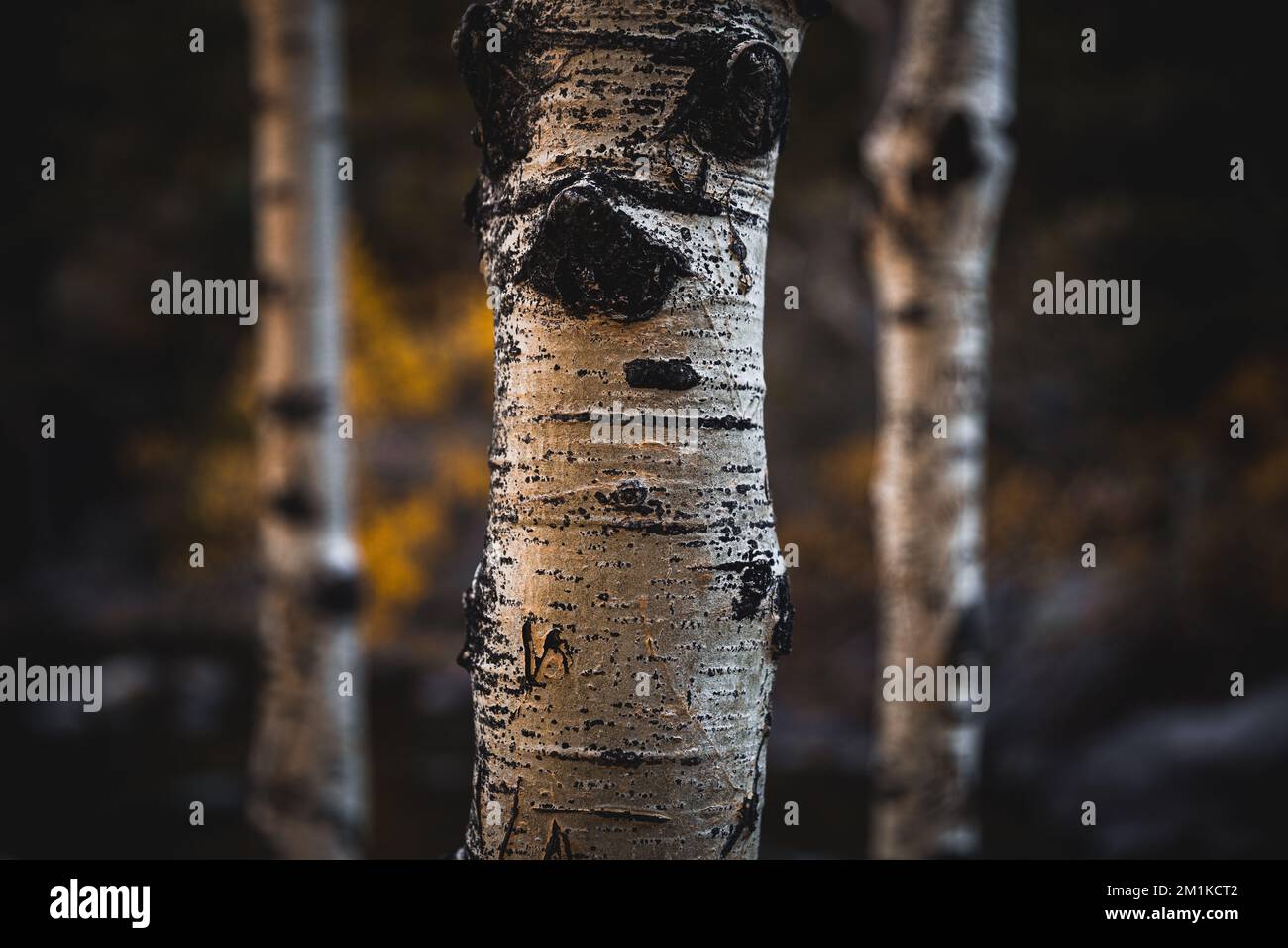 A selective focus shot of Aspen tree trunk in autumn forest Stock Photo ...