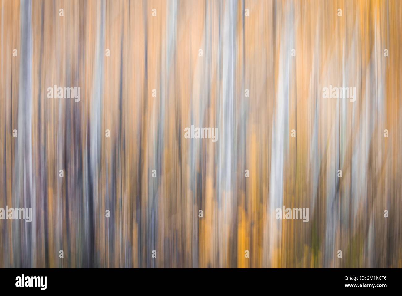 A motion blur of tree trunks in autumn forest - abstract art, fall ...