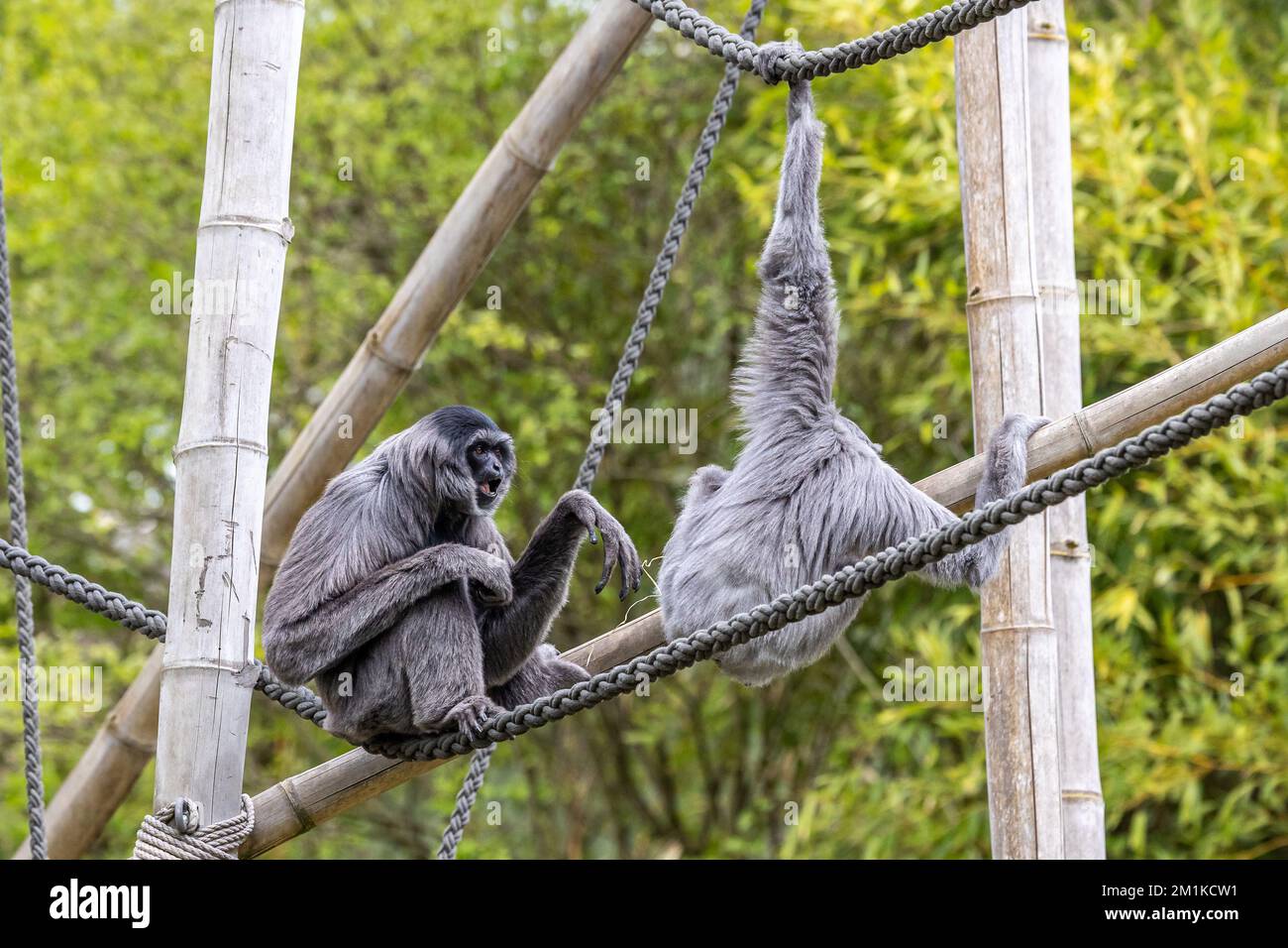 Silvery gibbon, Hylobates moloch. The silvery gibbon ranks among the ...