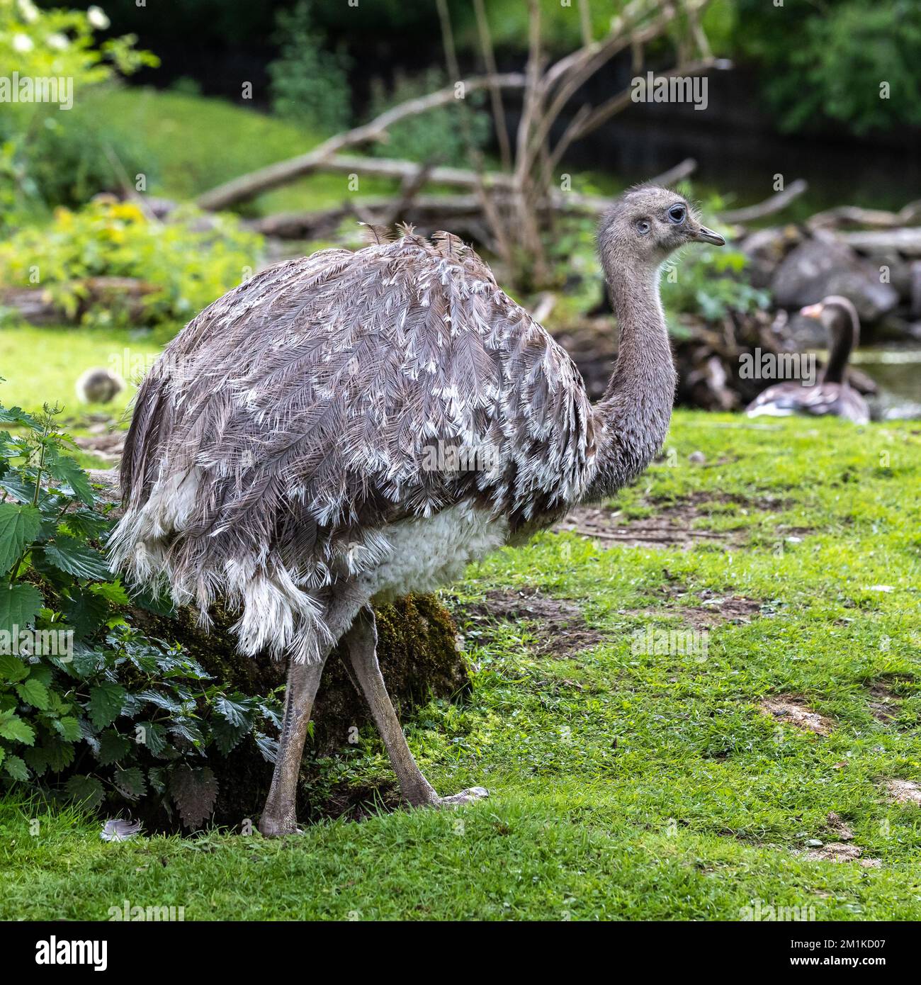 Darwin's rhea, Rhea pennata also known as the lesser rhea. It is a large flightless bird, but ...