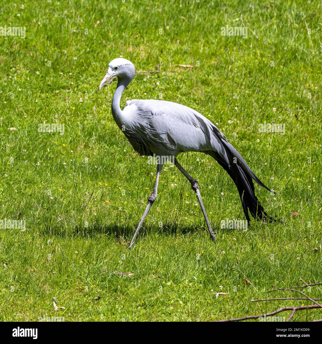 The Blue Crane, Grus paradisea, is an endangered bird specie endemic to ...