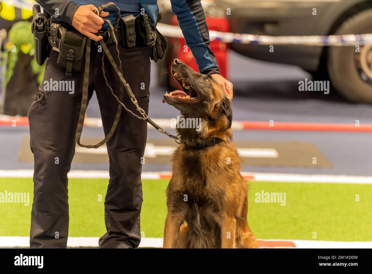 Police dog waits sitting on the ground held by an agent, ready to act ...