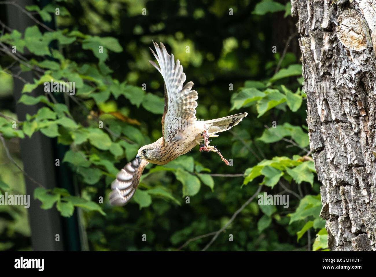 Common kestrel, Falco tinnunculus is a bird of prey species belonging ...