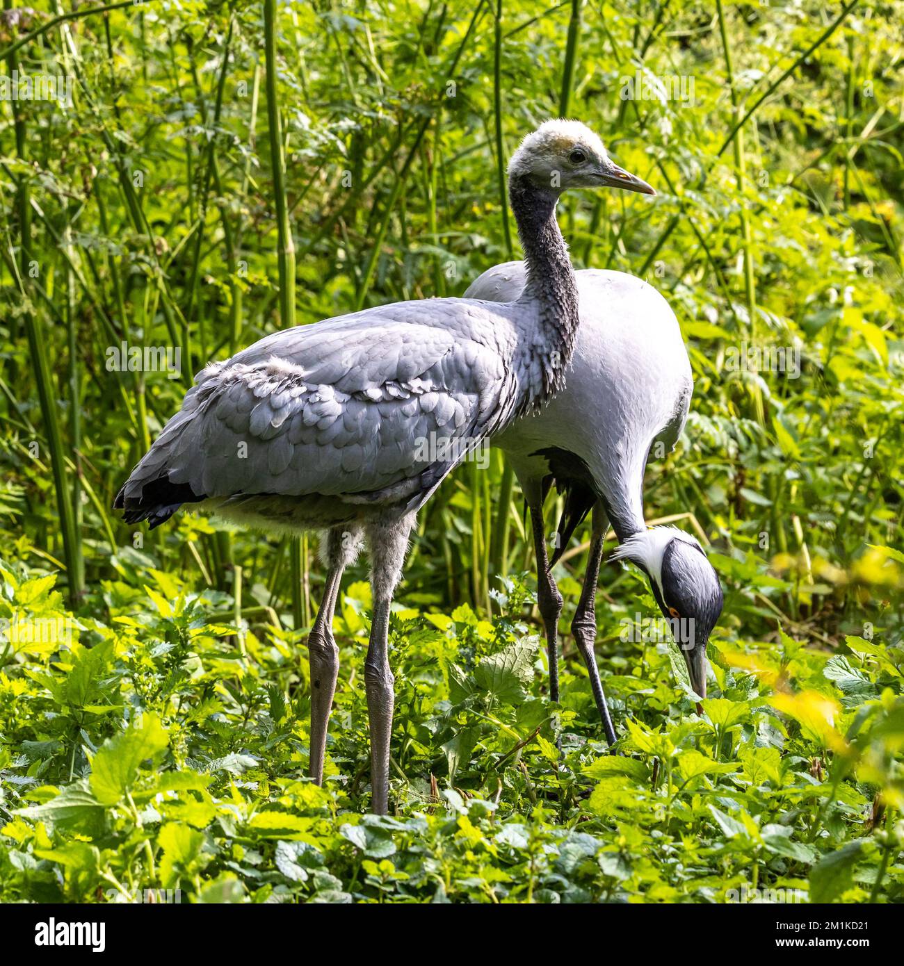 Family of Demoiselle Crane, Anthropoides virgo are living in the bright ...