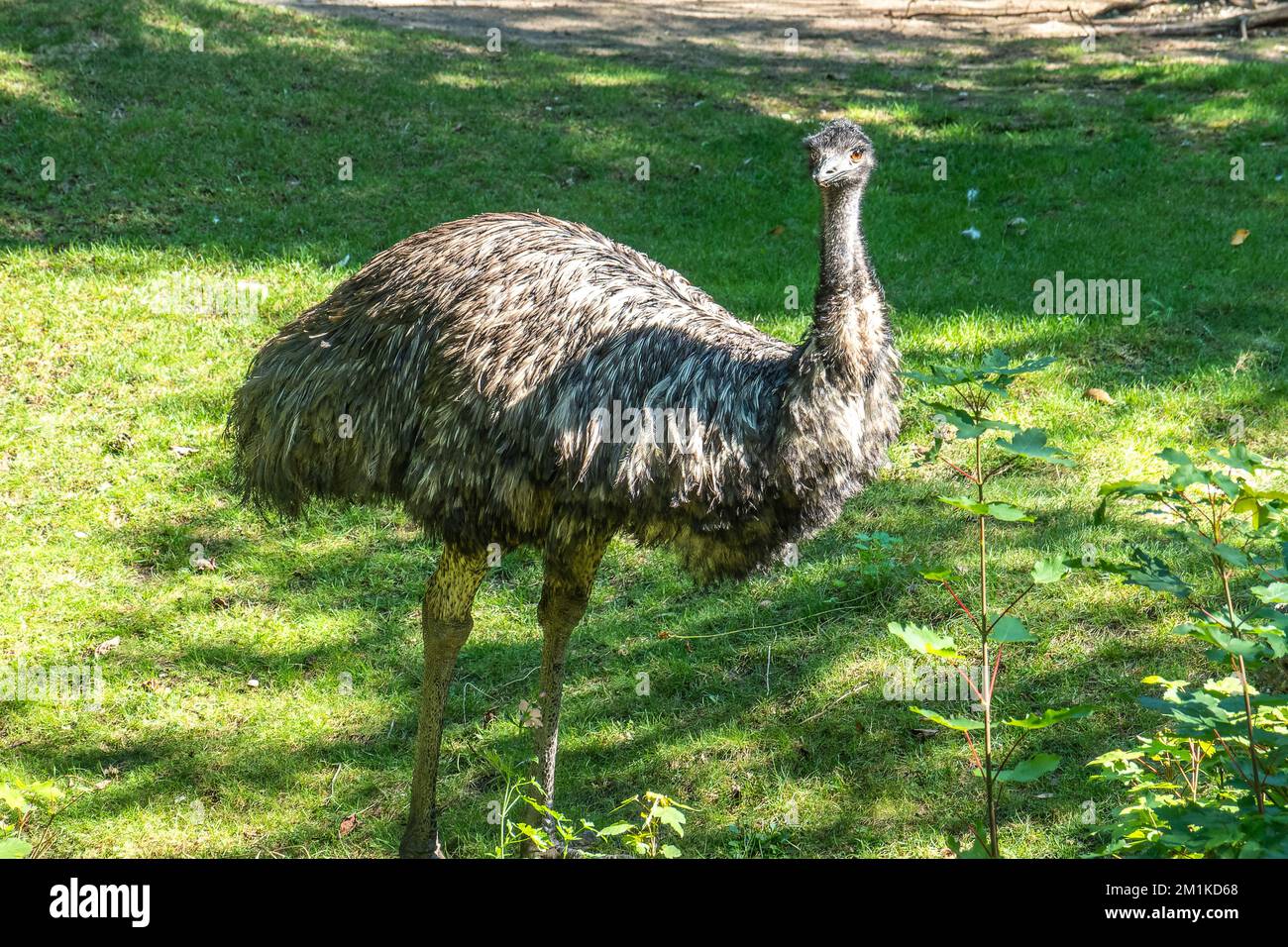 The emu, Dromaius novaehollandiae is the second-largest living bird by ...