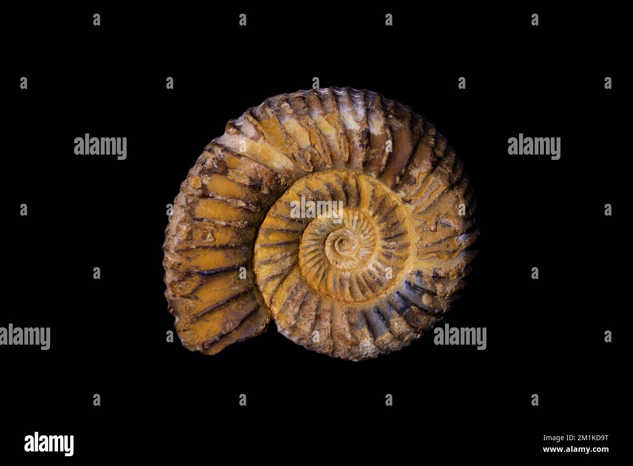 Ammonites evolution hi-res stock photography and images - Alamy