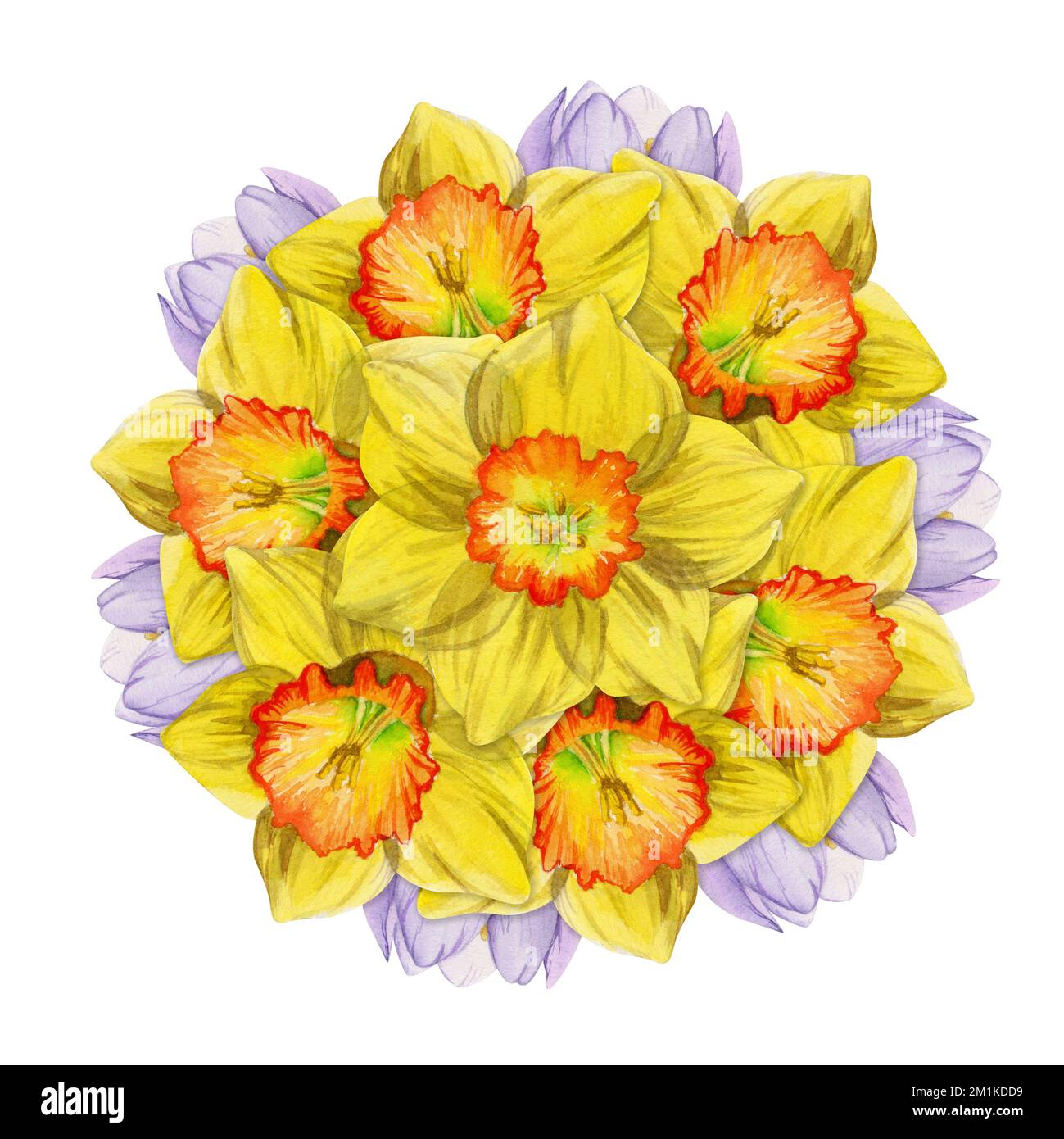 Watercolor hand drawn composition with spring flowers, daffodils ...