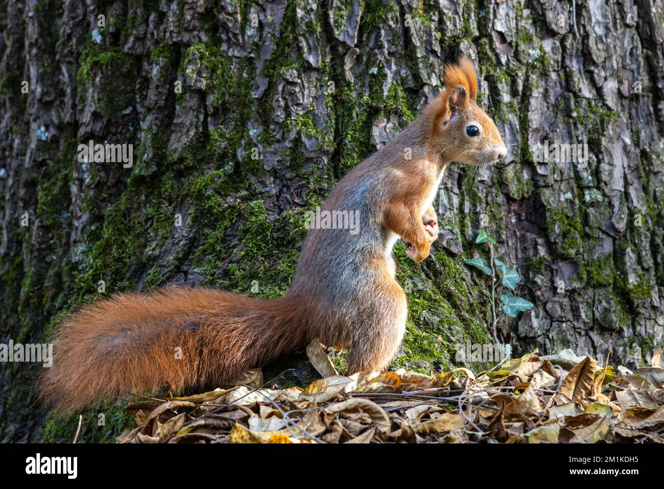 Eurasian red squirrel, Sciurus vulgaris at Old North Cemetery of Munich ...