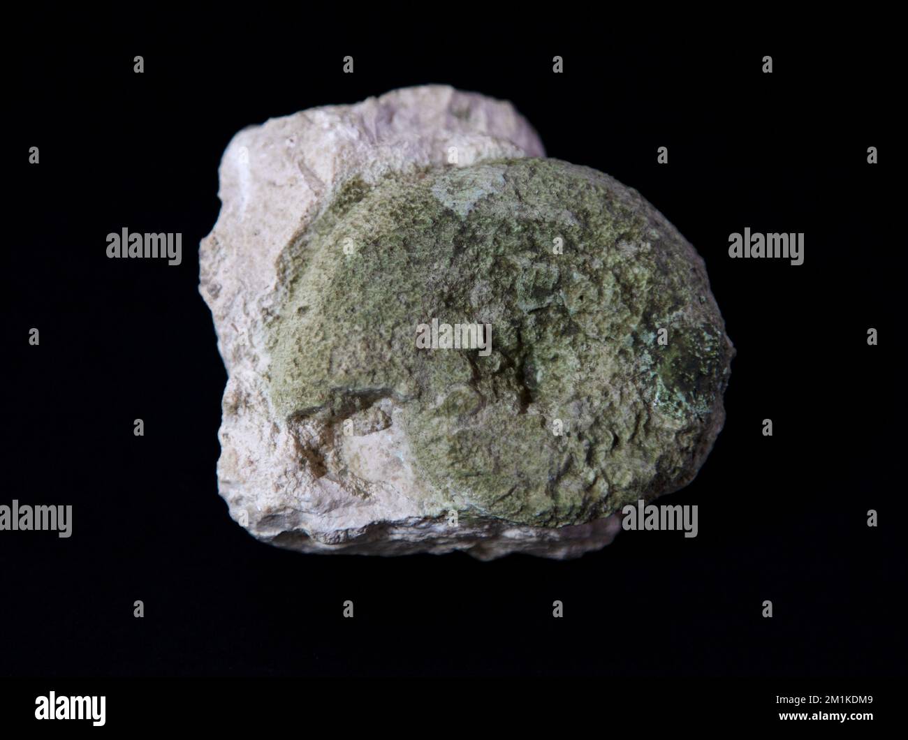 Fossil gastropod shells on matrix Stock Photo - Alamy