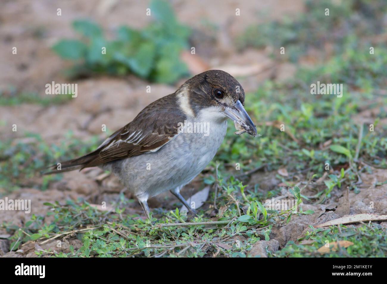 Grey butcherbird hi-res stock photography and images - Alamy
