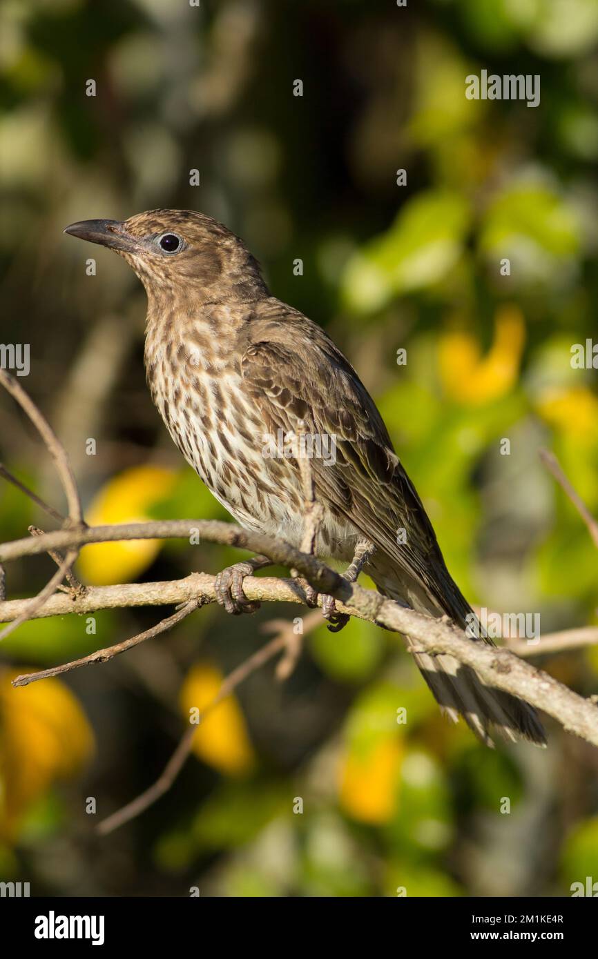 Southern fig bird hi-res stock photography and images - Alamy