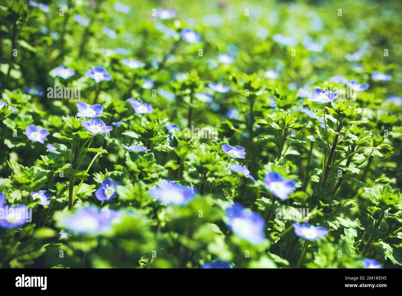 spring grass field of Veronica chamaedrys little blue flowers Stock ...